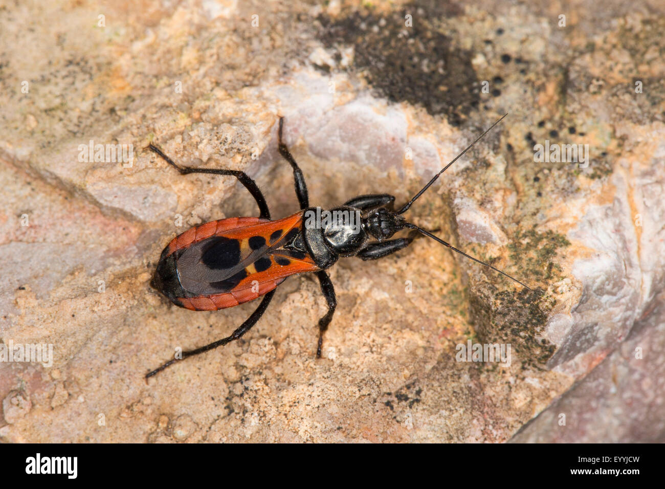 Assassin bugs hi-res stock photography and images - Alamy