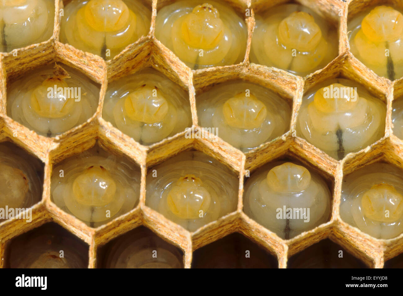 common wasp (Vespula vulgaris, Paravespula vulgaris), larvae in combs ...