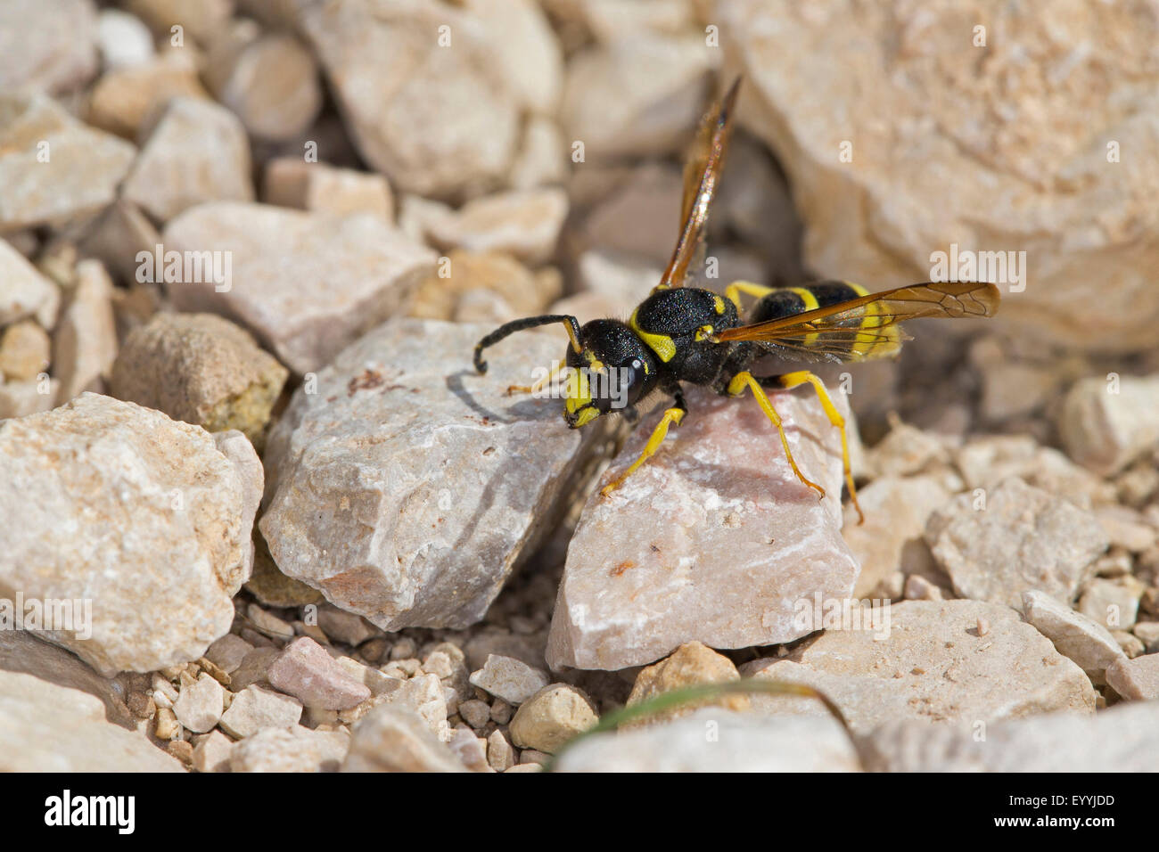 Wasps odynerus consobrinus hi-res stock photography and images - Alamy