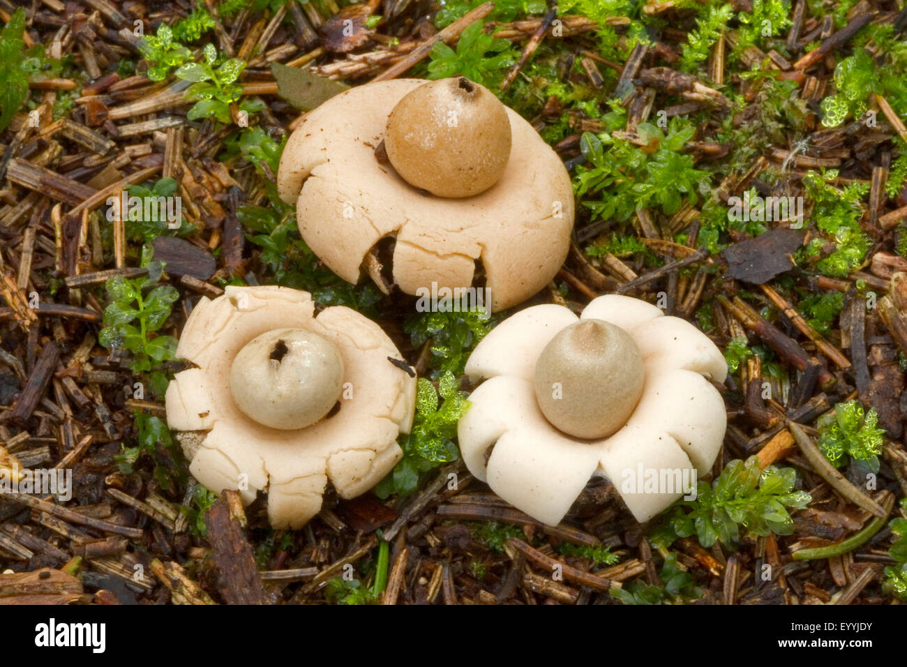 Sessile group hi-res stock photography and images - Alamy