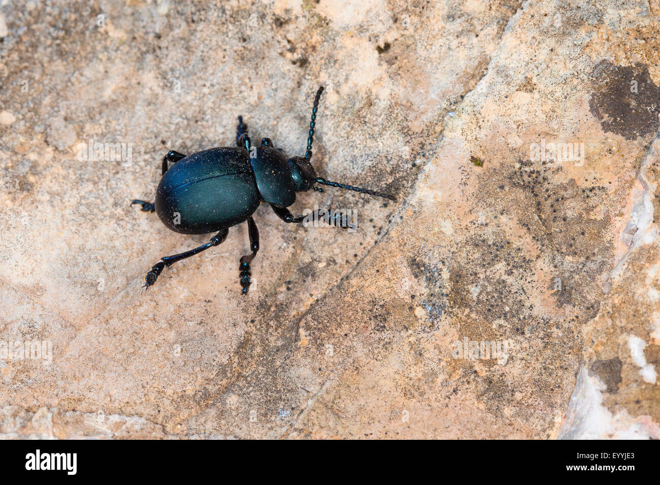 blood spewer, blood spewing beetle (Timarcha spec.), bloody-nosed ...