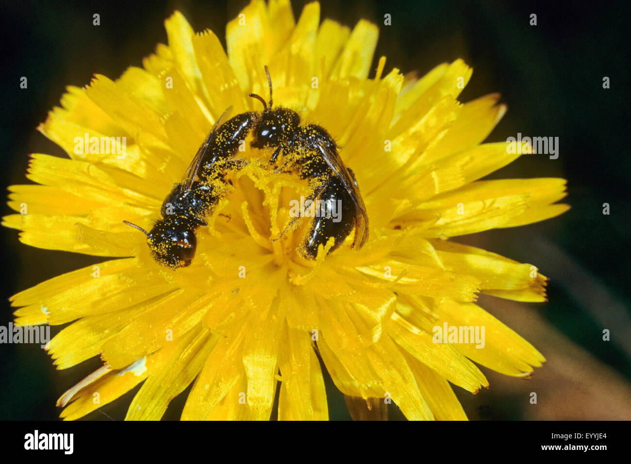 Shaggy bees collecting pollen on hawksbeard hi-res stock photography ...
