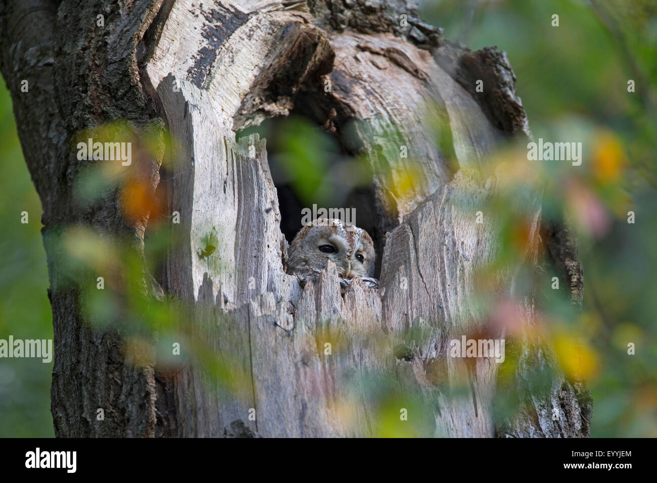 Eurasian tawny owl (Strix aluco), resting in a tree hole in the daytime ...