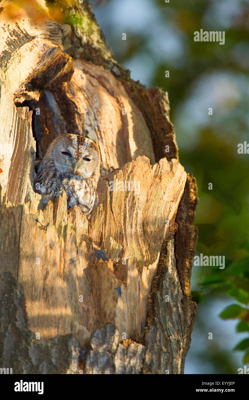 Eurasian tawny owl (Strix aluco), resting in a tree hole in the daytime ...