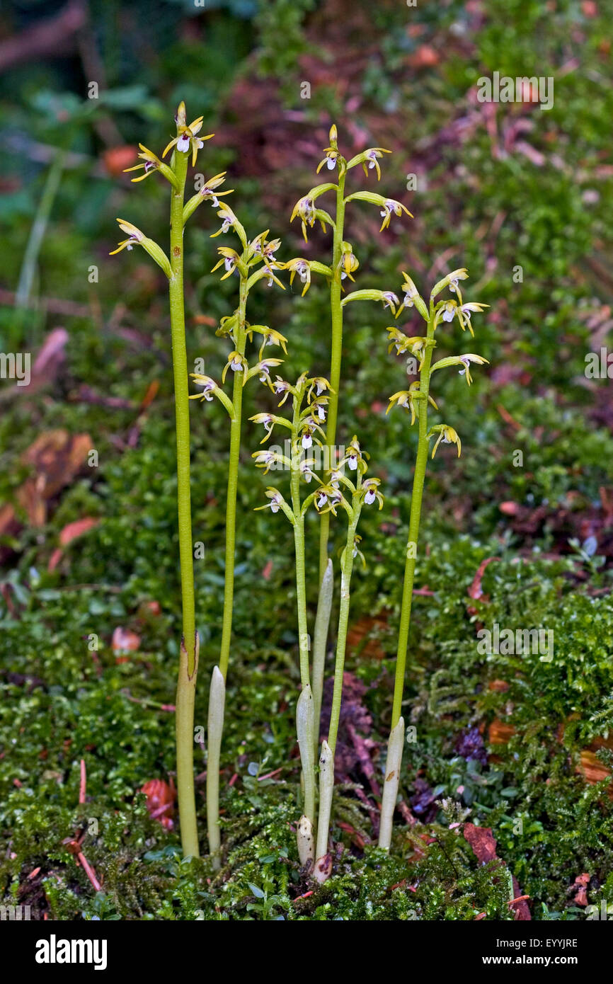 Coralroot orchid, Early coralroot (Corallorhiza trifida), several ...