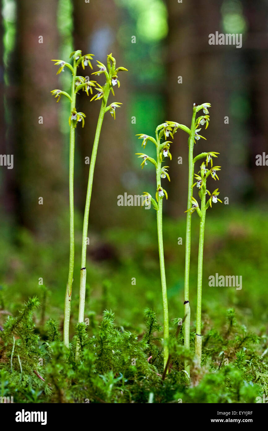 Coralroot orchid, Early coralroot (Corallorhiza trifida), several ...