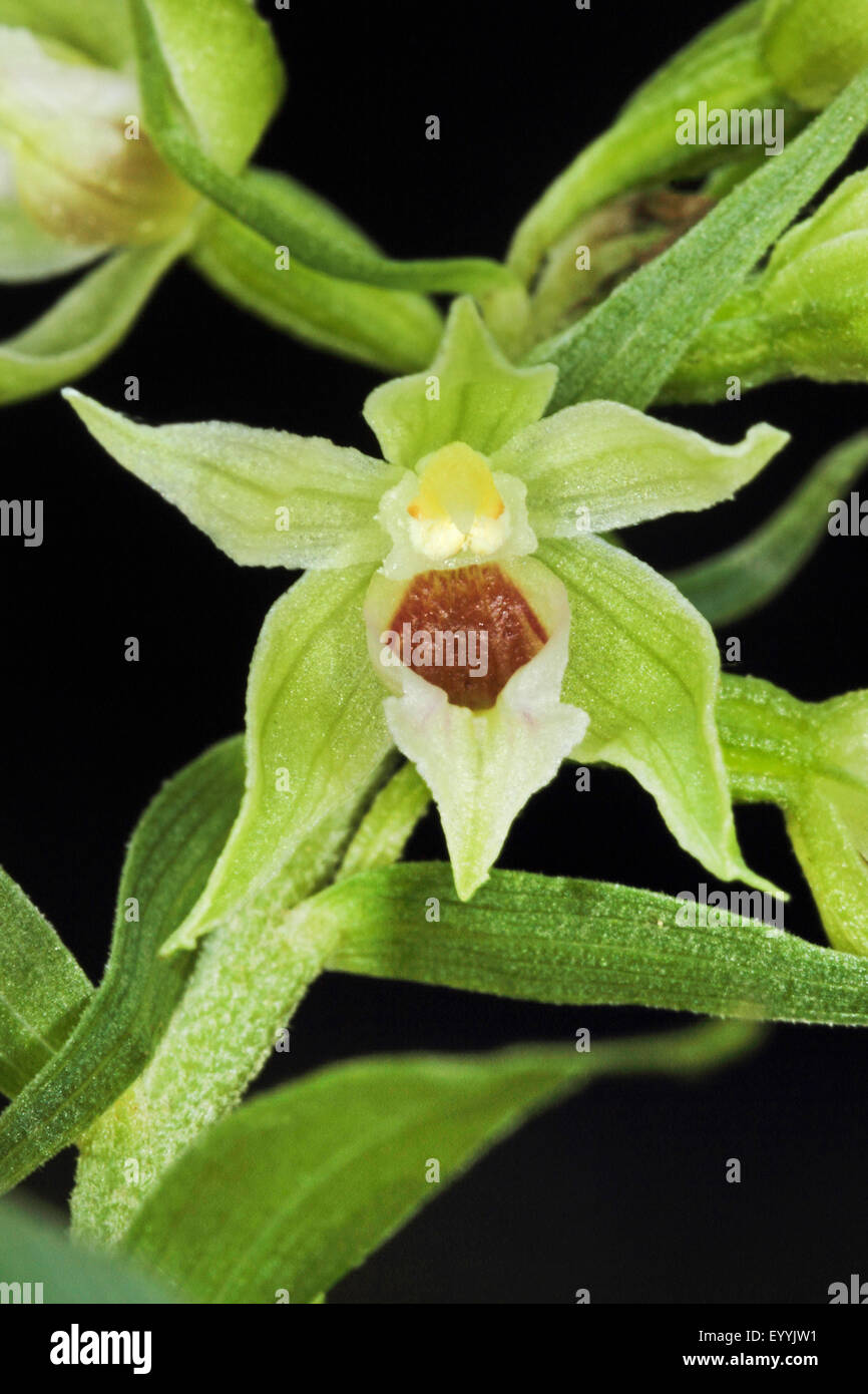 Mueller's Helleborine (Epipactis muelleri), single flower, Germany ...
