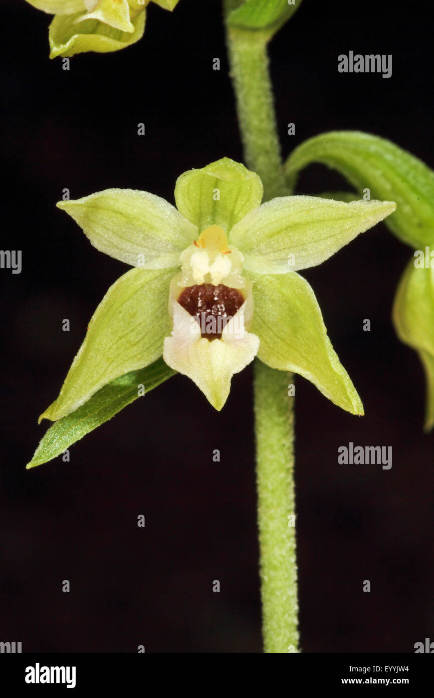 Mueller's Helleborine (Epipactis muelleri), single flower, Germany ...