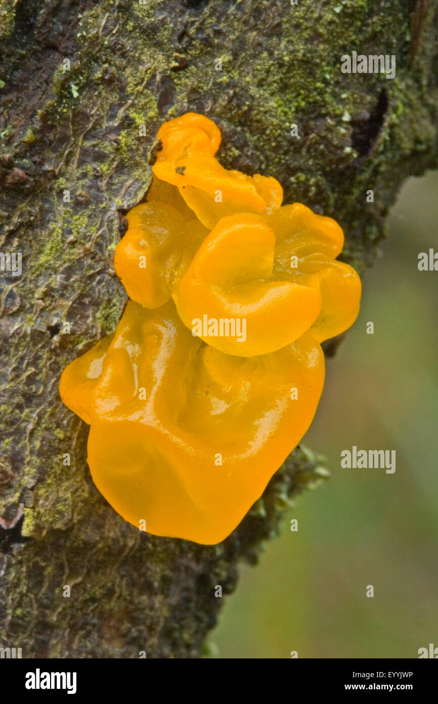 yellow brain (Tremella mesenterica), on deadwood, Germany Stock Photo ...
