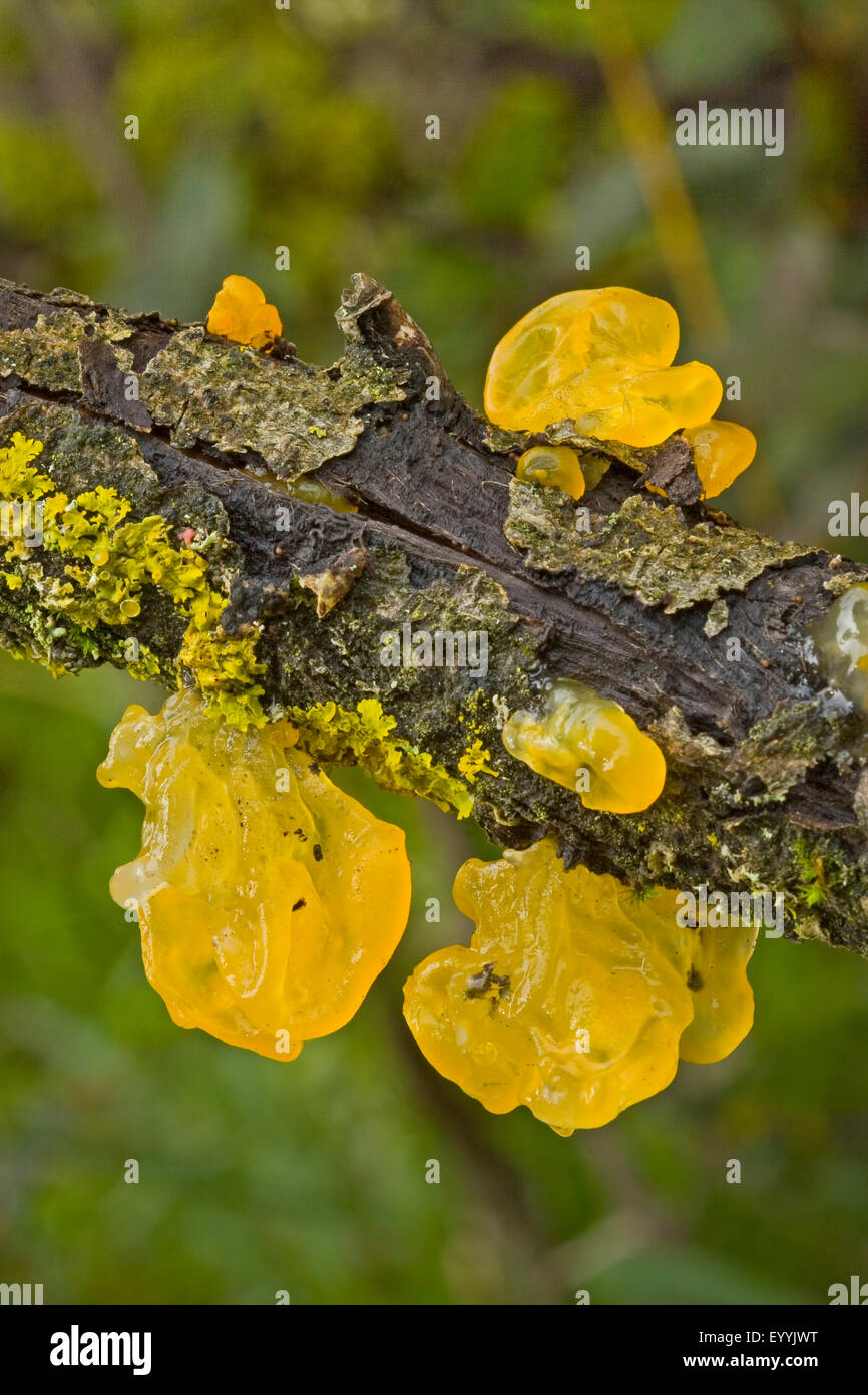 yellow brain (Tremella mesenterica), on deadwood, Germany Stock Photo ...