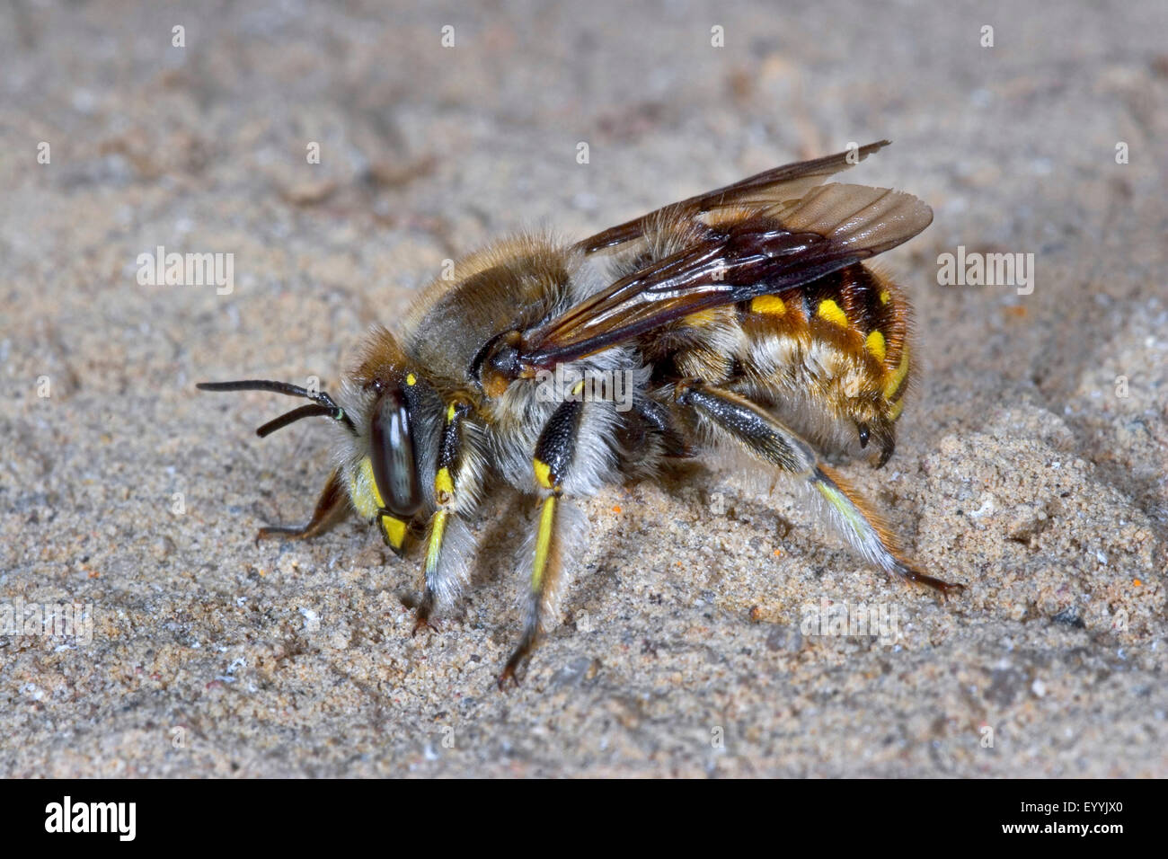 Wool carder bee (Anthidium manicatum, Anthidium maculatum), on the ...