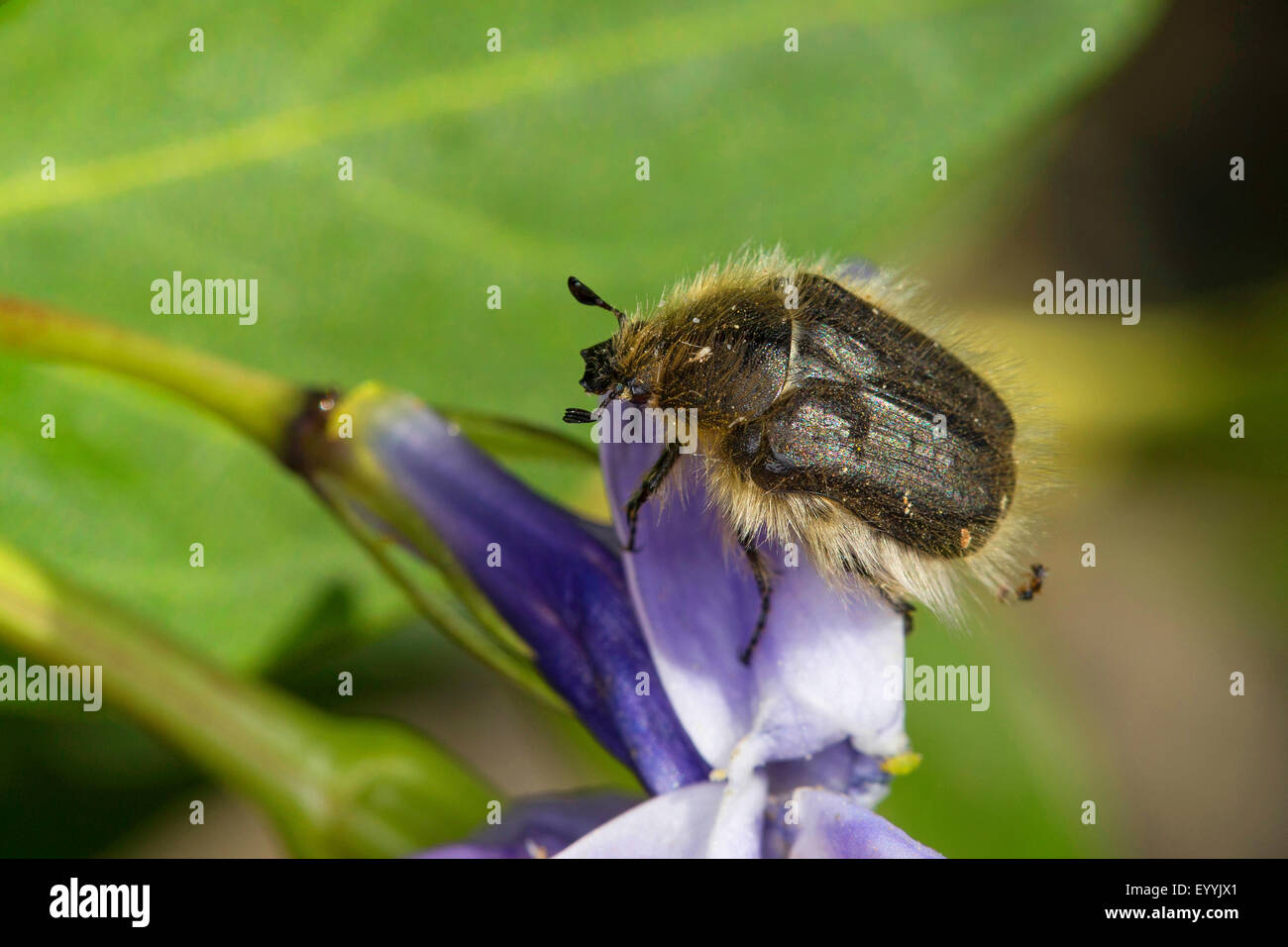 Hairy beetle, Apple blossom beetle (Tropinota hirta, Epicometis hirta ...