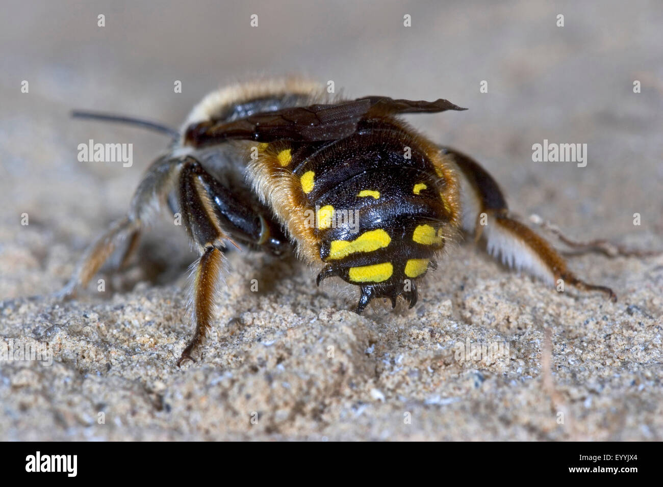 Wool carder bee (Anthidium manicatum, Anthidium maculatum), male ...