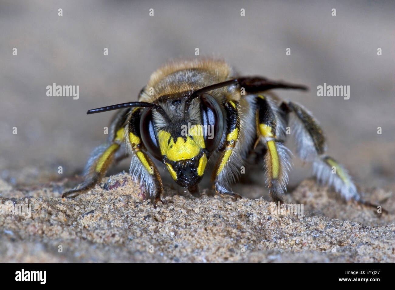 Wool carder bee (Anthidium manicatum, Anthidium maculatum), portrait ...