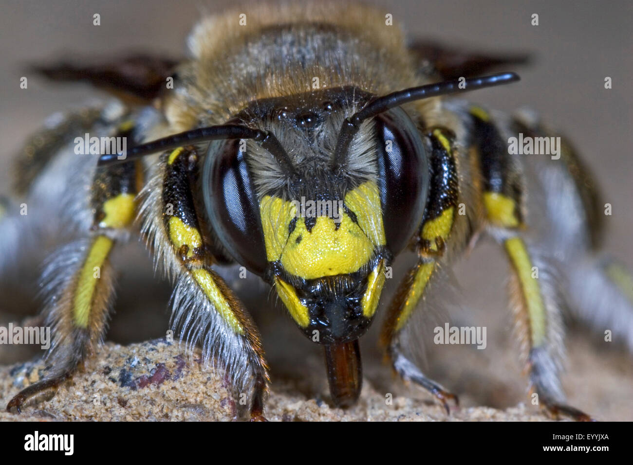 Wool carder bee (Anthidium manicatum, Anthidium maculatum), portrait ...