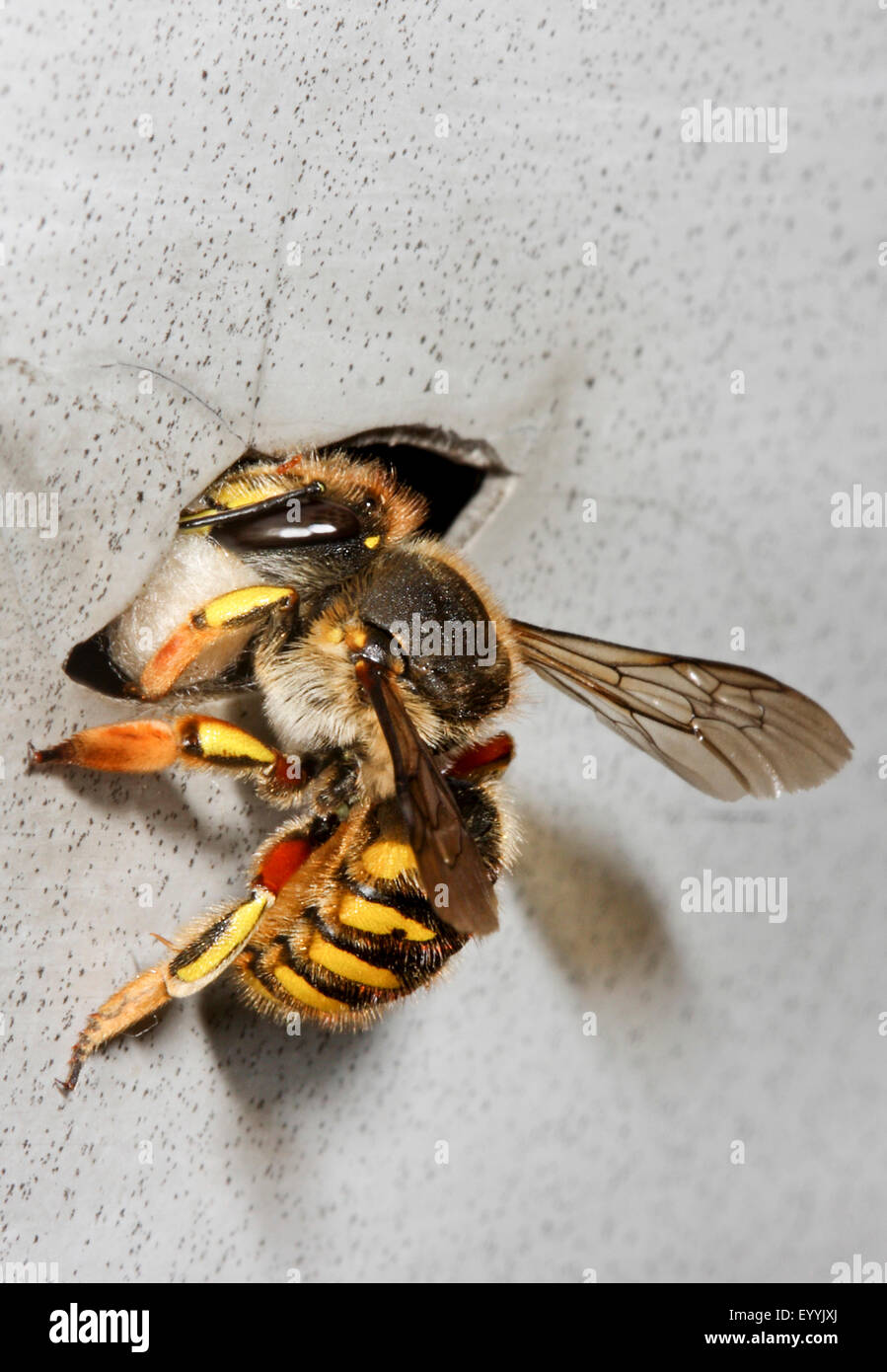 Carder bee nest hi-res stock photography and images - Alamy