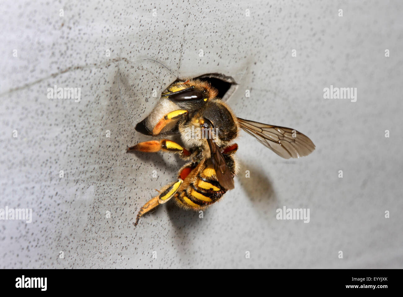 Wool carder bee (Anthidium manicatum, Anthidium maculatum), with plant ...