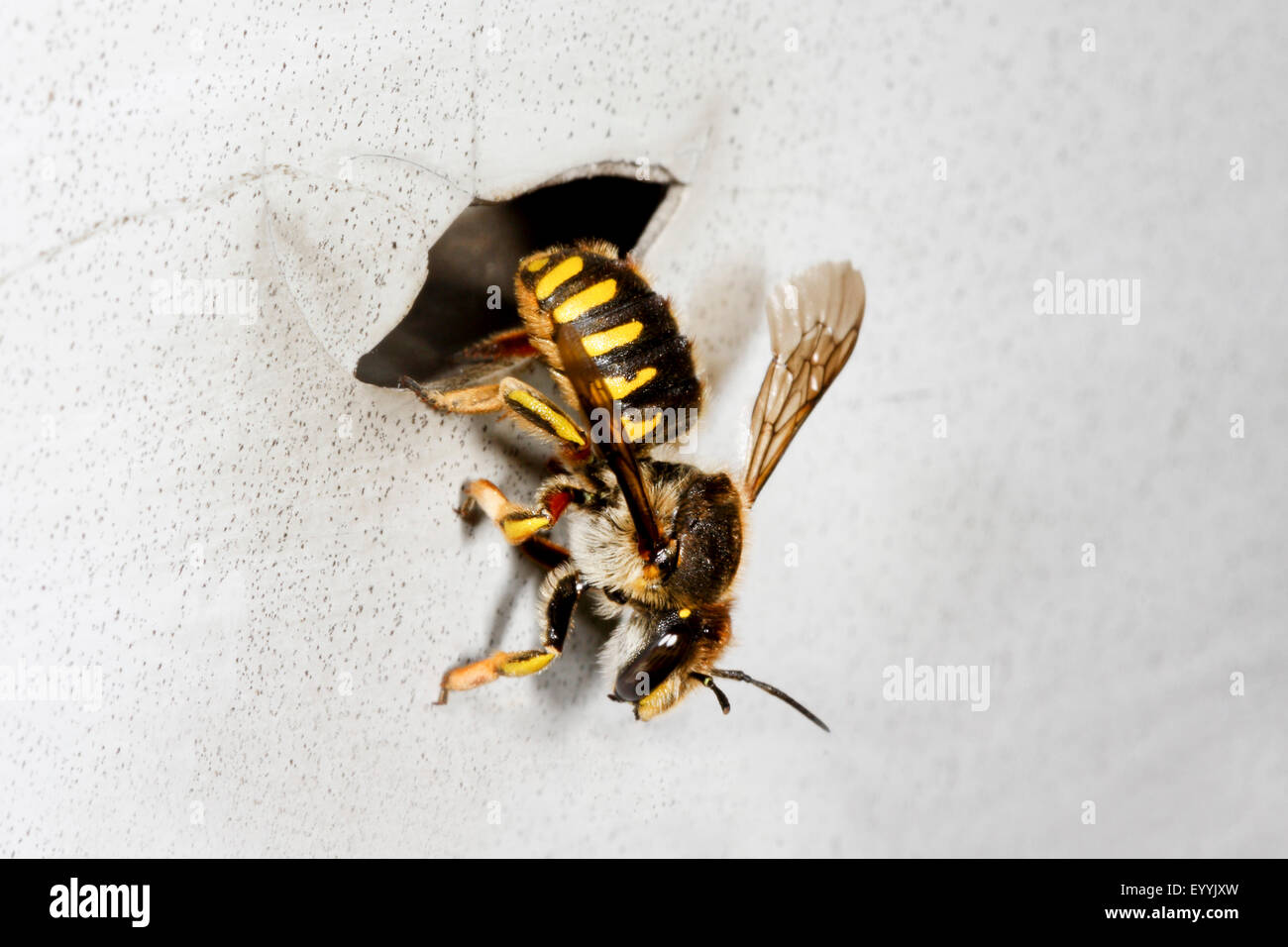 Wool carder bee (Anthidium manicatum, Anthidium maculatum), leaving the ...