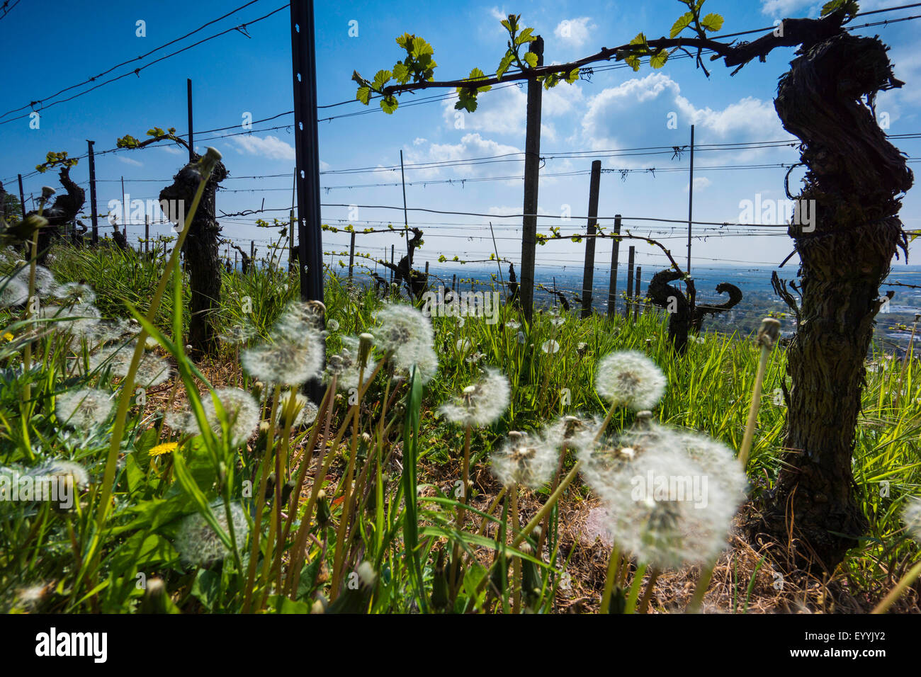 Spring yard hi-res stock photography and images - Alamy