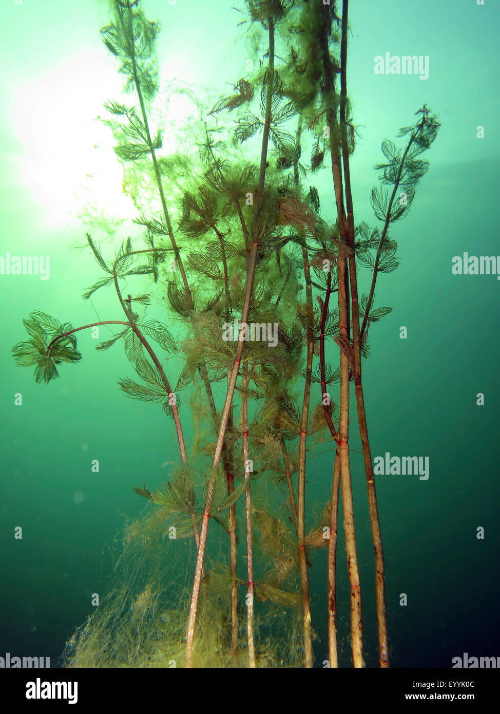 Eurasian water-milfoil, spiked water-milfoil (Myriophyllum spicatum ...