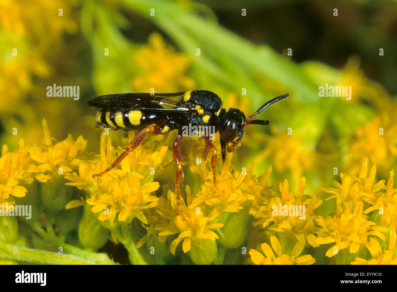 Cuckoo bee (Nomada rufipes), on yellow flowers, Germany Stock Photo - Alamy