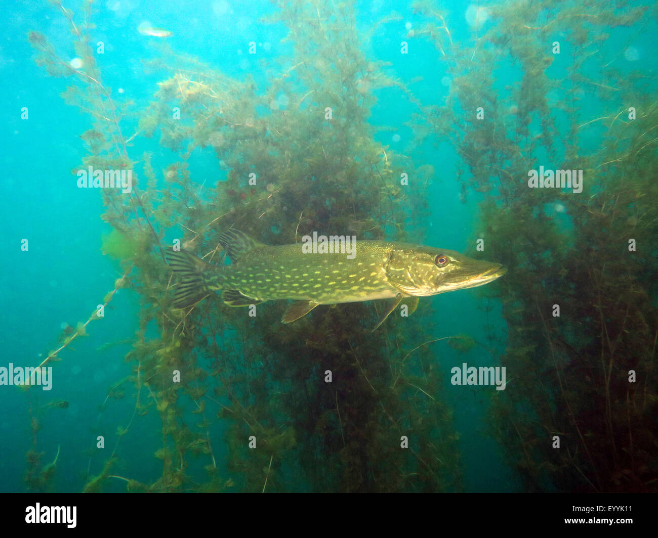 Pike in hi-res stock photography and images - Alamy