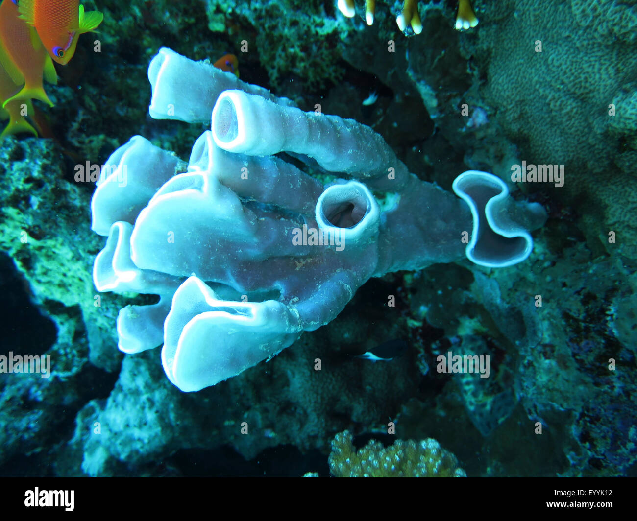 Siphonochalina siphonella hi-res stock photography and images - Alamy