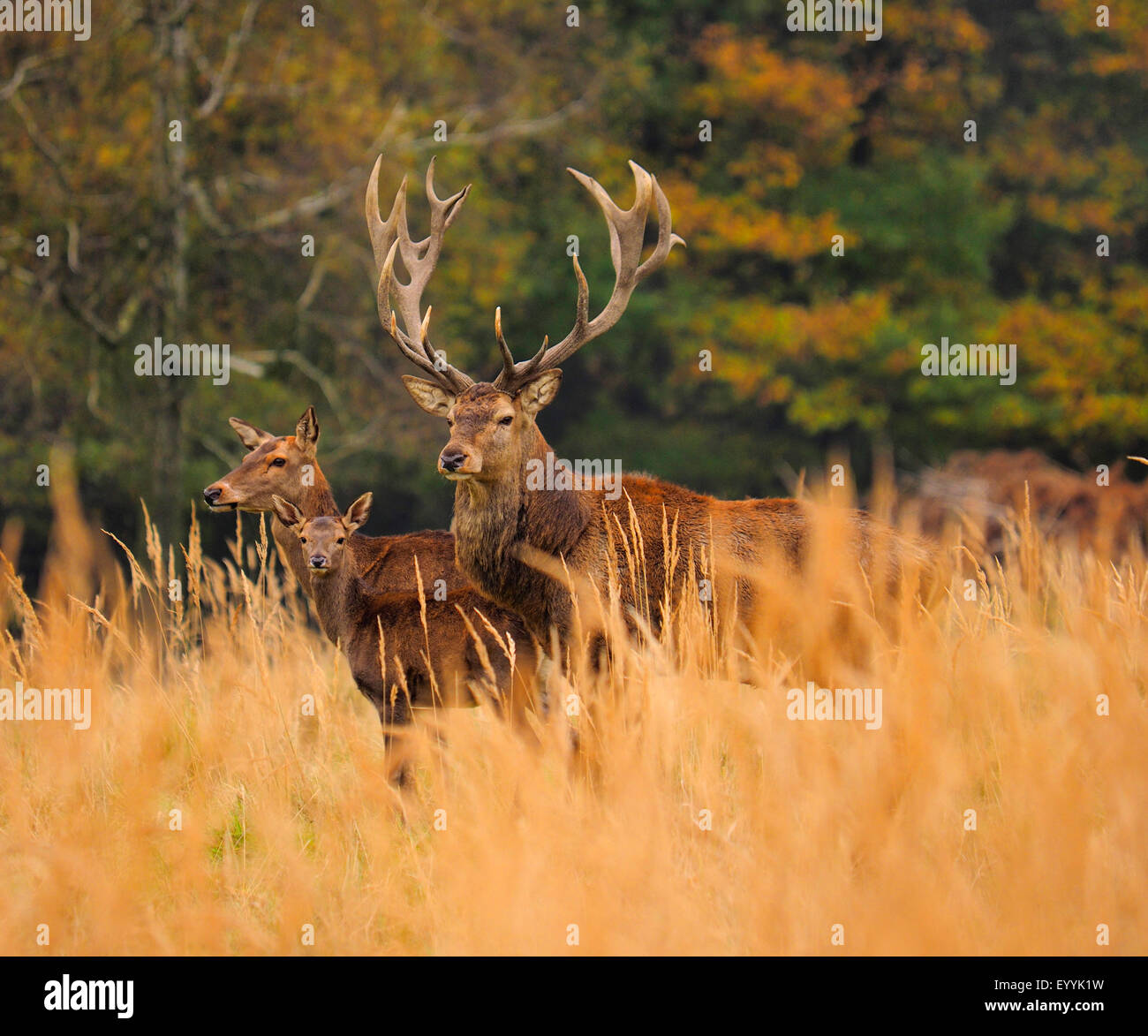 Stag rut mountains hi-res stock photography and images - Alamy