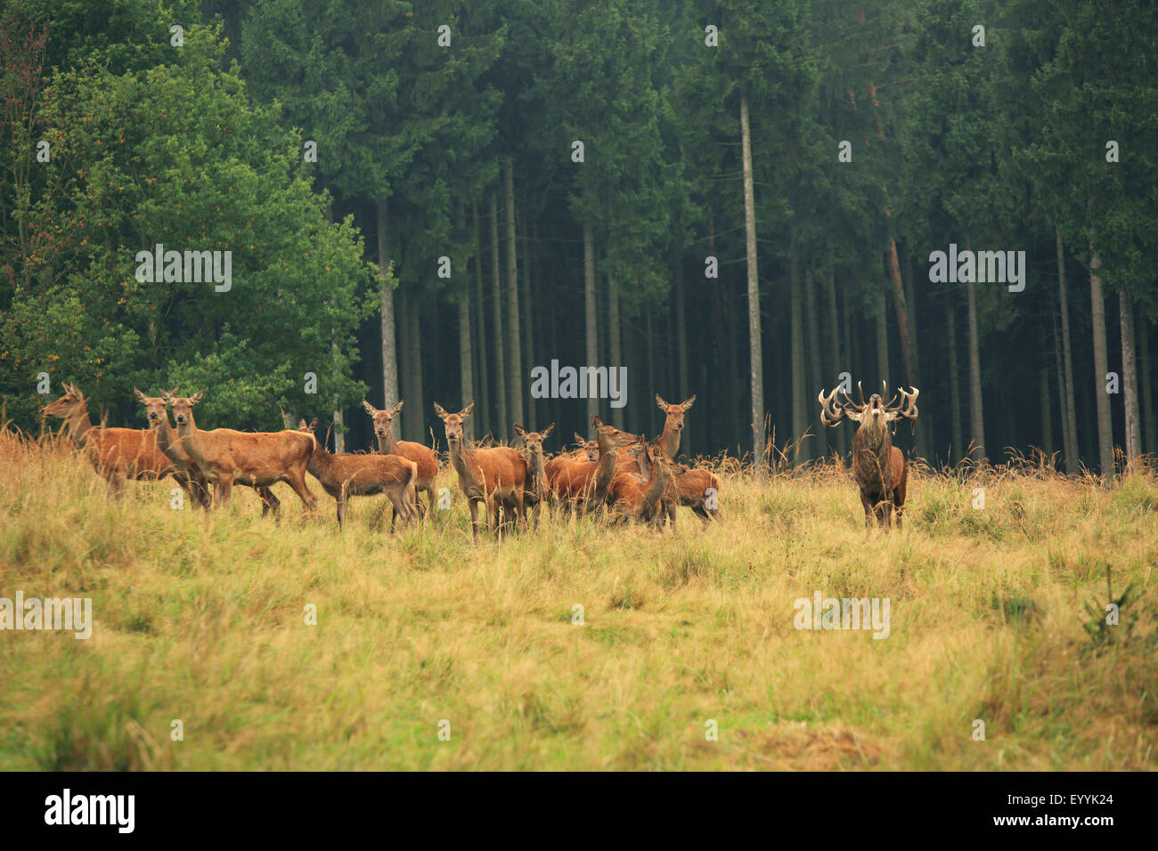 Stags hi-res stock photography and images - Alamy