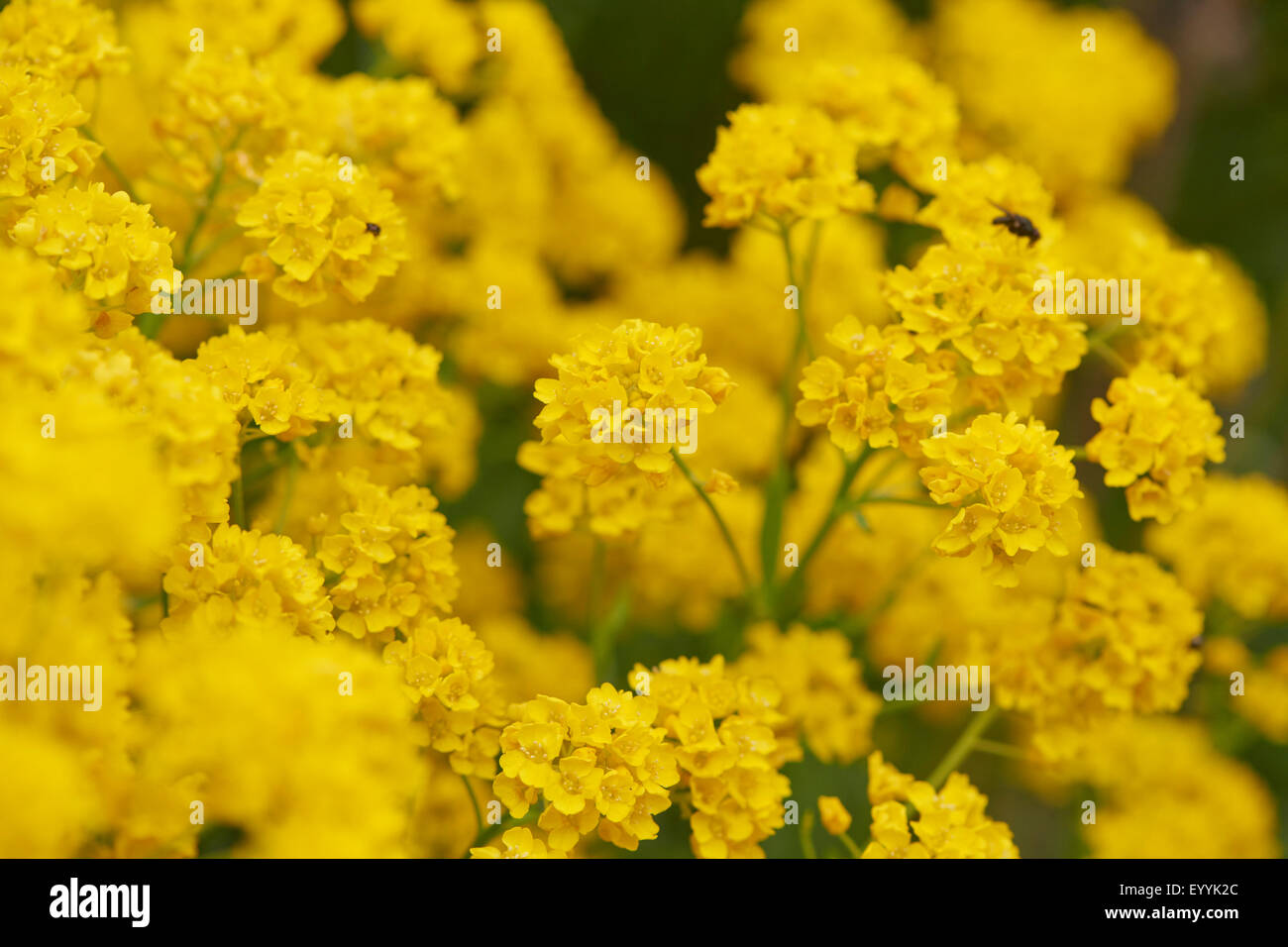 Golden Alyssum, Golden Tuft, Basket-of-gold (Alyssum saxatile, Aurinia ...