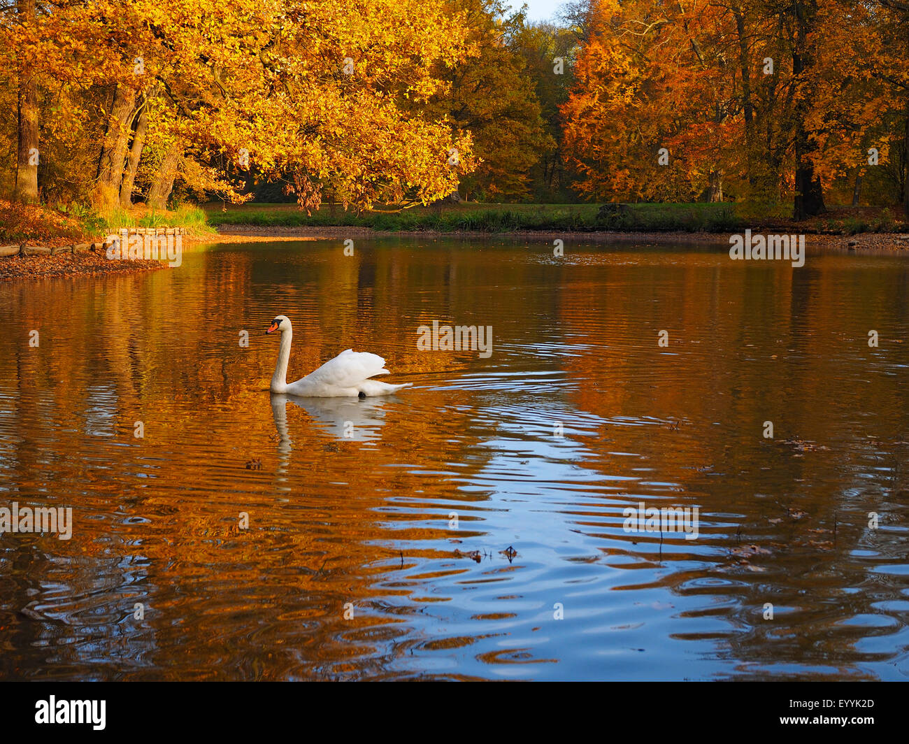 mute swan (Cygnus olor), swimming mute swan in autumn, Germany, Saxony ...