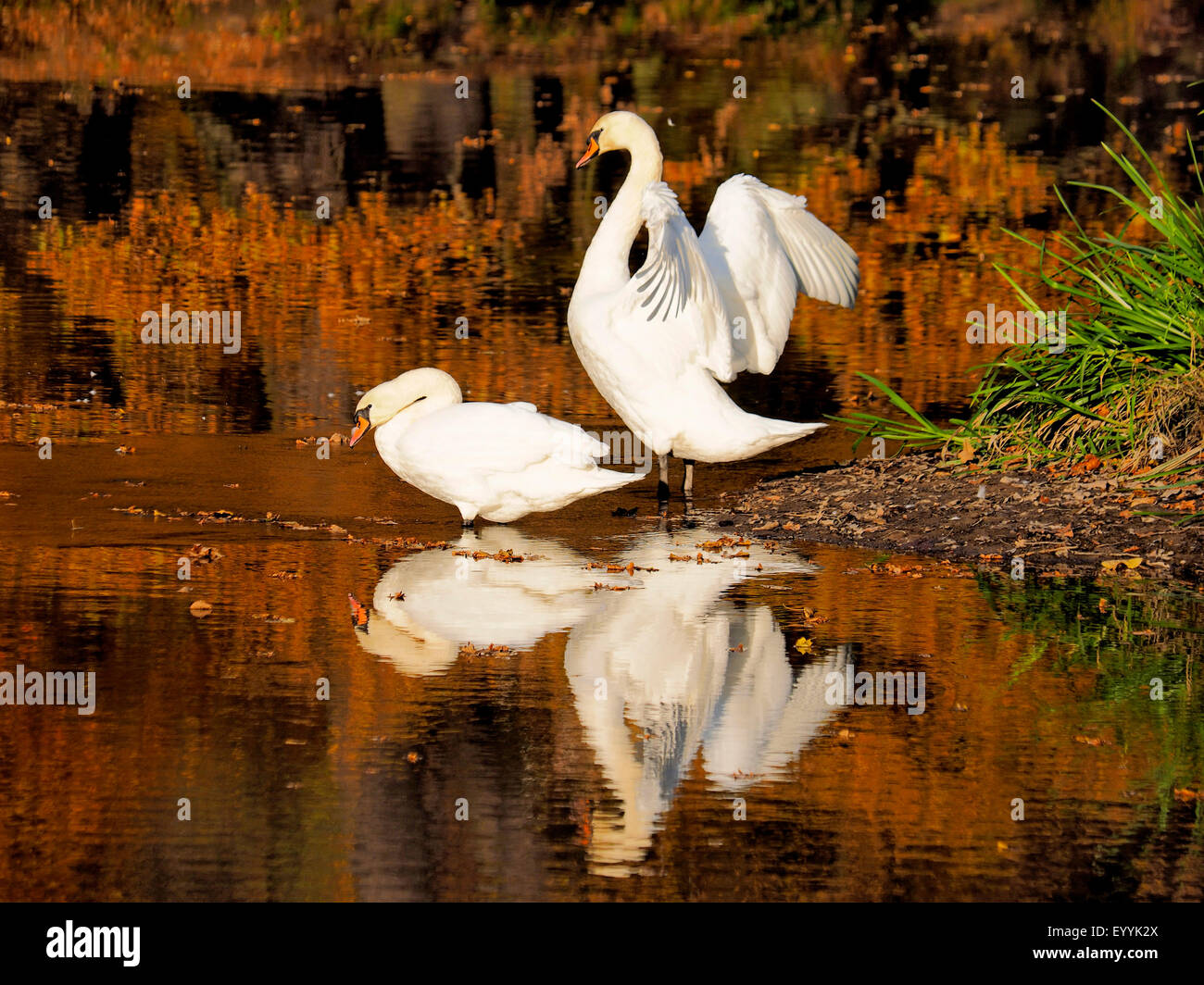 Pair of swans flapping wings hi-res stock photography and images - Alamy