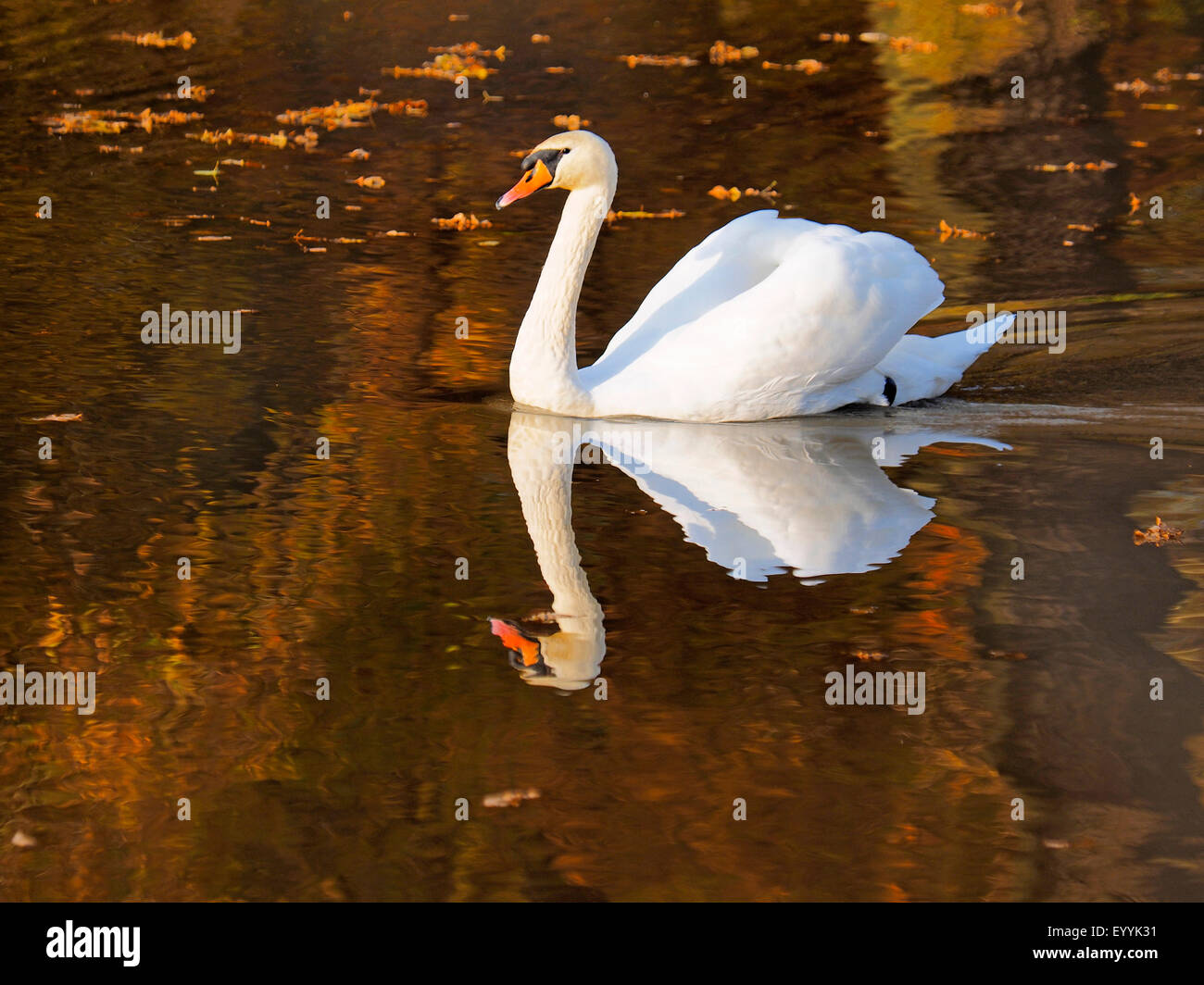 mute swan (Cygnus olor), swimming mute swan in autumn, Germany, Saxony ...