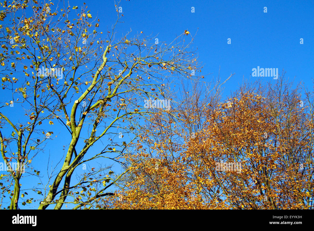 European plane, maple-leaved plane, London plane, London planetree ...