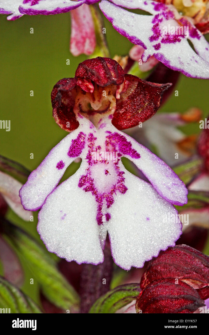 Single flower plant hi-res stock photography and images - Alamy