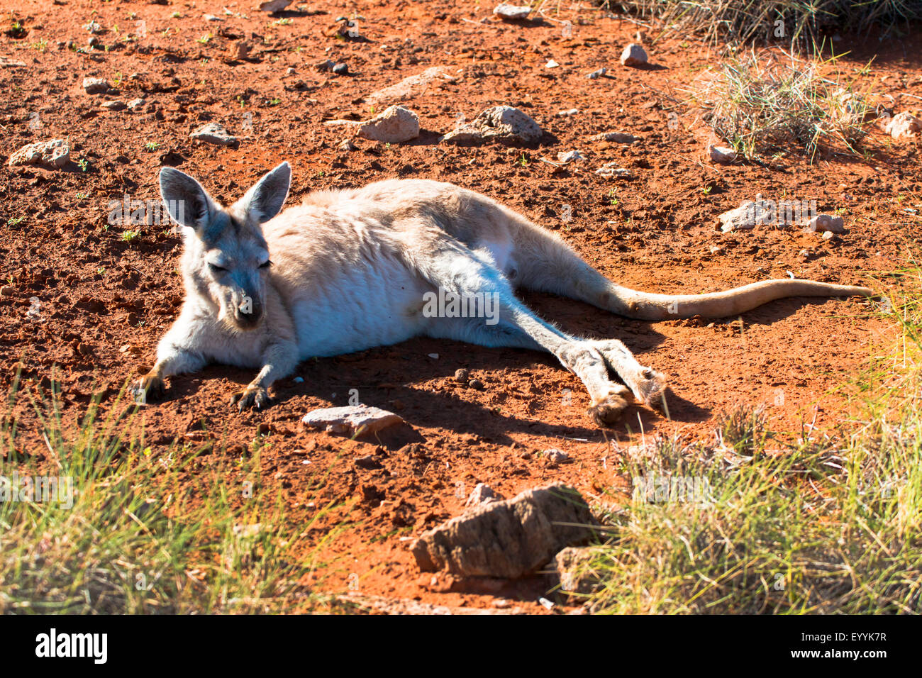 wallaroo, common wallaroo, euro, hill kangaroo (Macropus robustus), lys ...