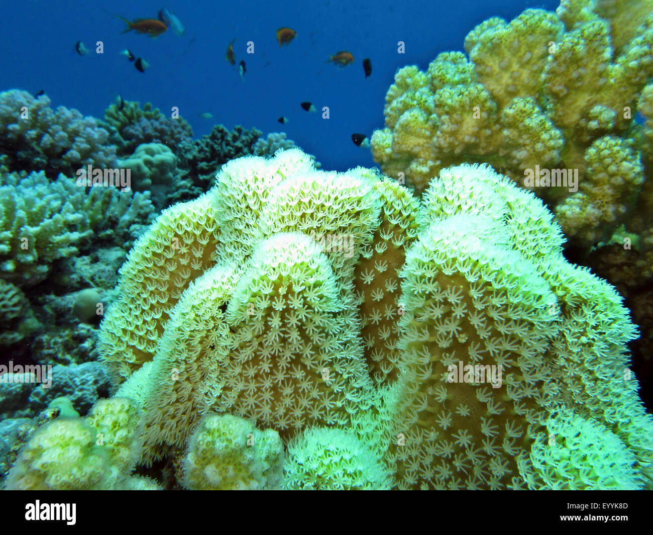 soft coral, alcyoniid (Alcyoniidae), at coral reef, Egypt, Red Sea ...
