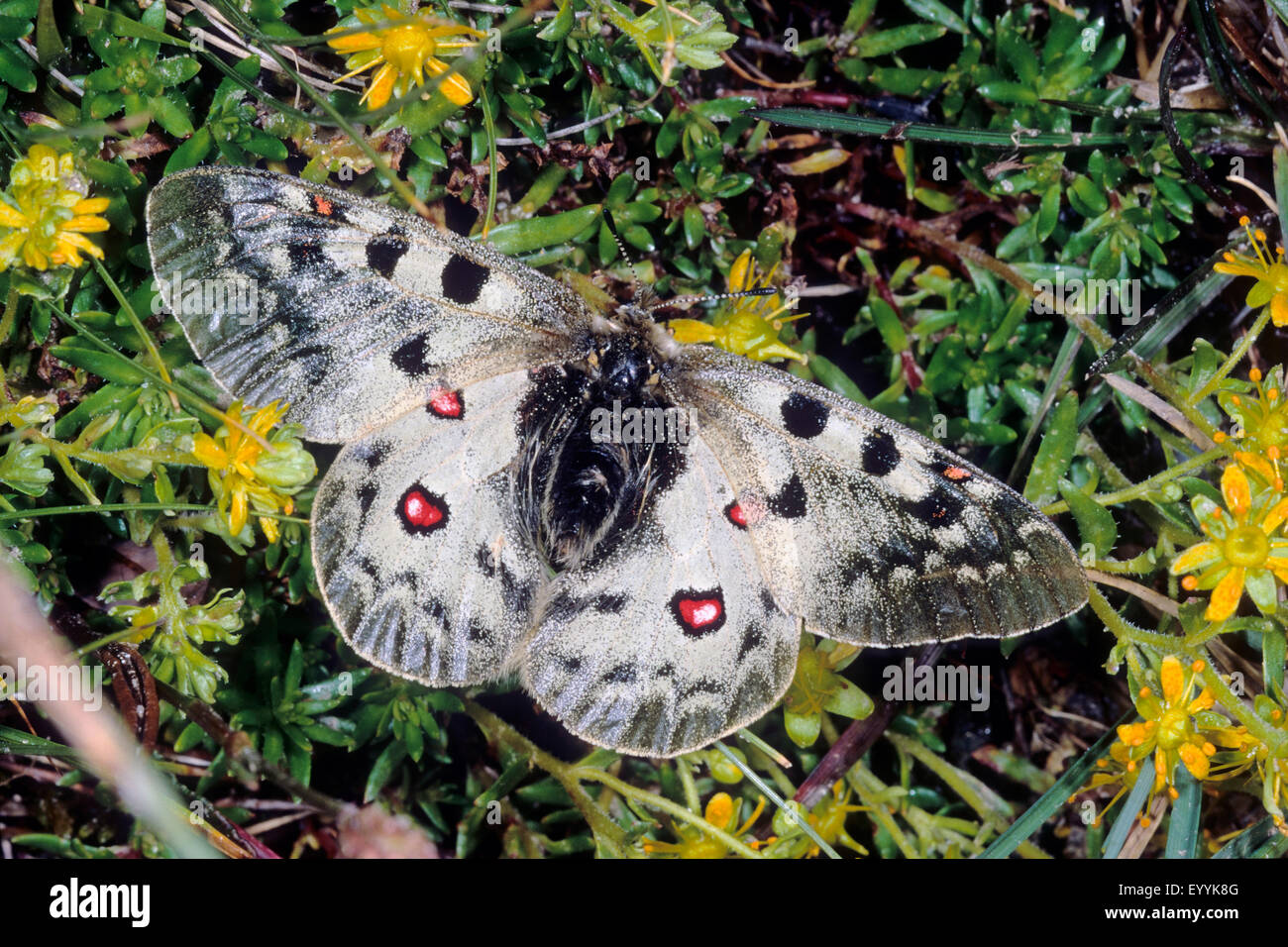 Parnassius phoebus parnassius phoebus hi-res stock photography and ...