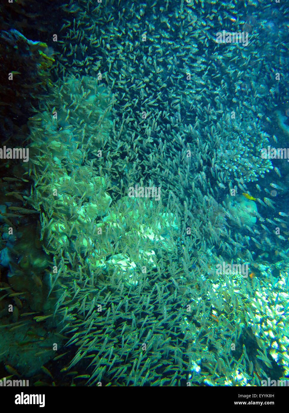 Red Sea dwarf sweepers (Parapriacanthus guentheri), school of fish ...