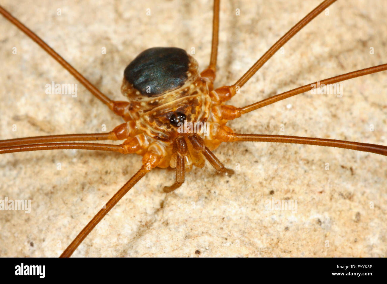 Harvestman, Daddy longleg, Daddy-long-leg (Amilenus aurantiacus ...