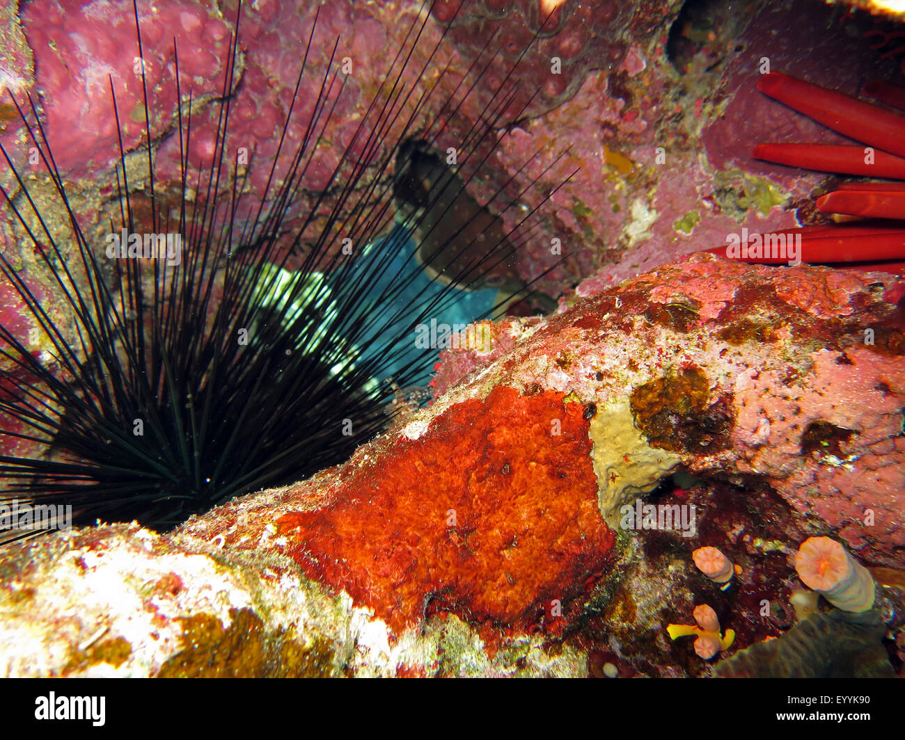 hatpin urchins (Diadematidae), on sea bottom, Egypt, Red Sea, Safaga ...