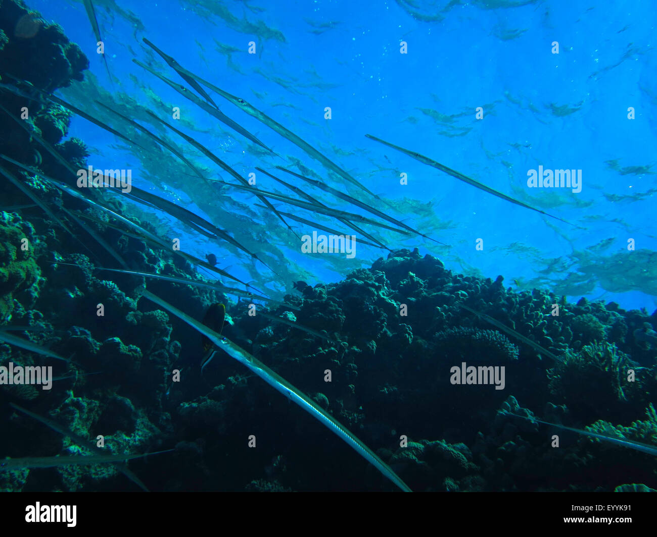 cornetfish, flutemouth (Fistularia spec.), school in the sea, Egypt ...