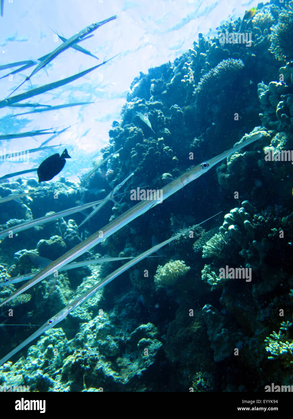 cornetfish, flutemouth (Fistularia spec.), school in the sea, Egypt ...
