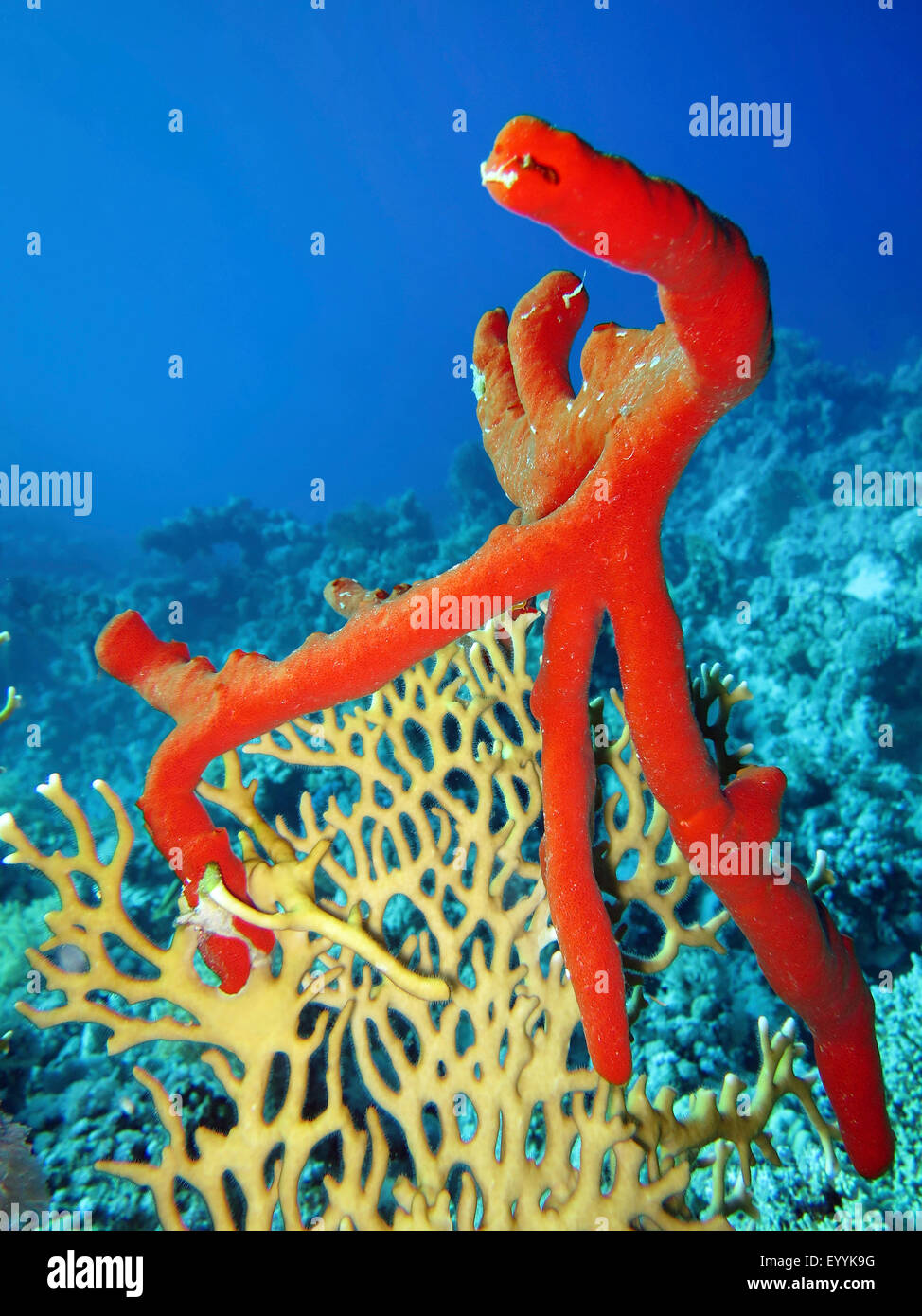 Fire sponge hi-res stock photography and images - Alamy