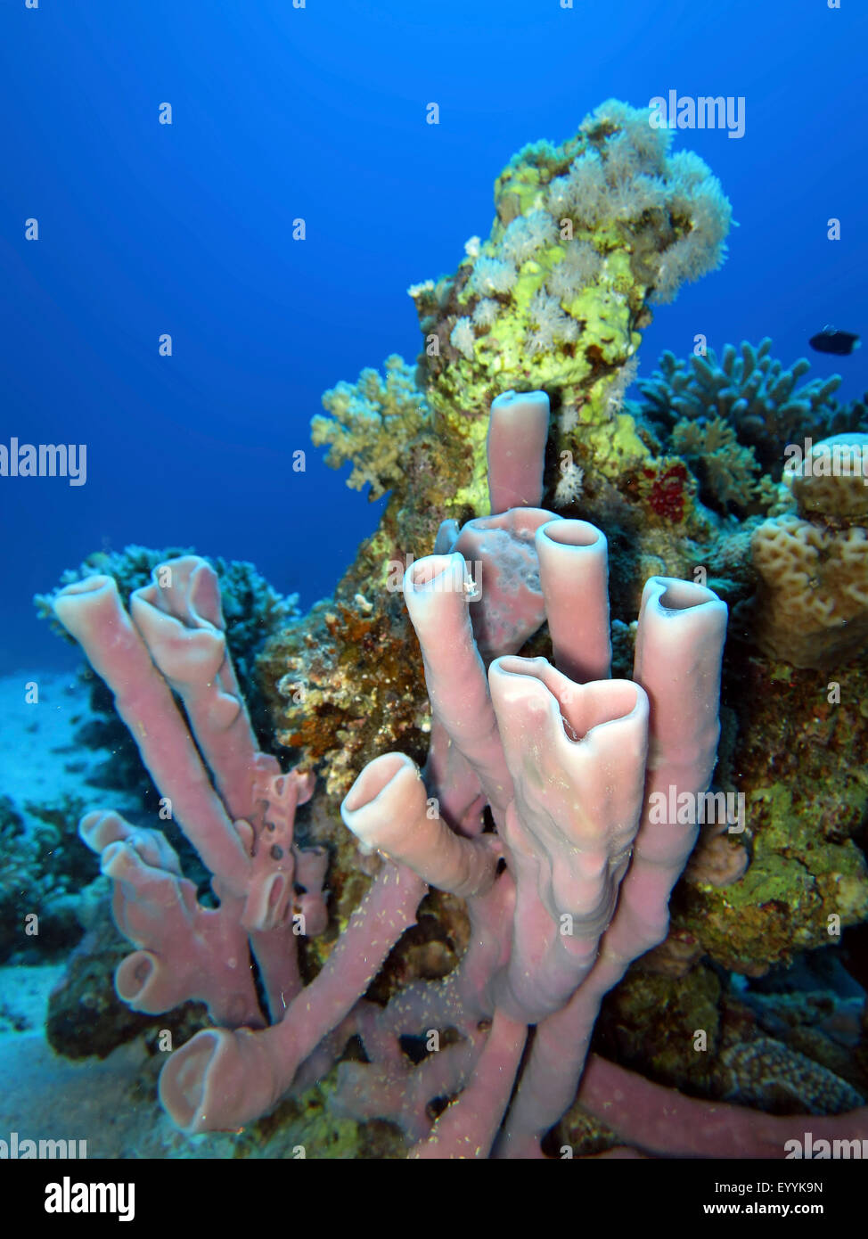 Colonial tube-sponge (Siphonochalina siphonella), at a coral reef ...