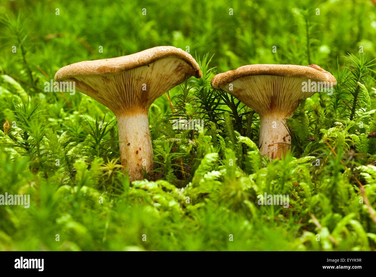 Brown roll-rim, Common roll-rim, Poison pax (Paxillus involutus), two ...