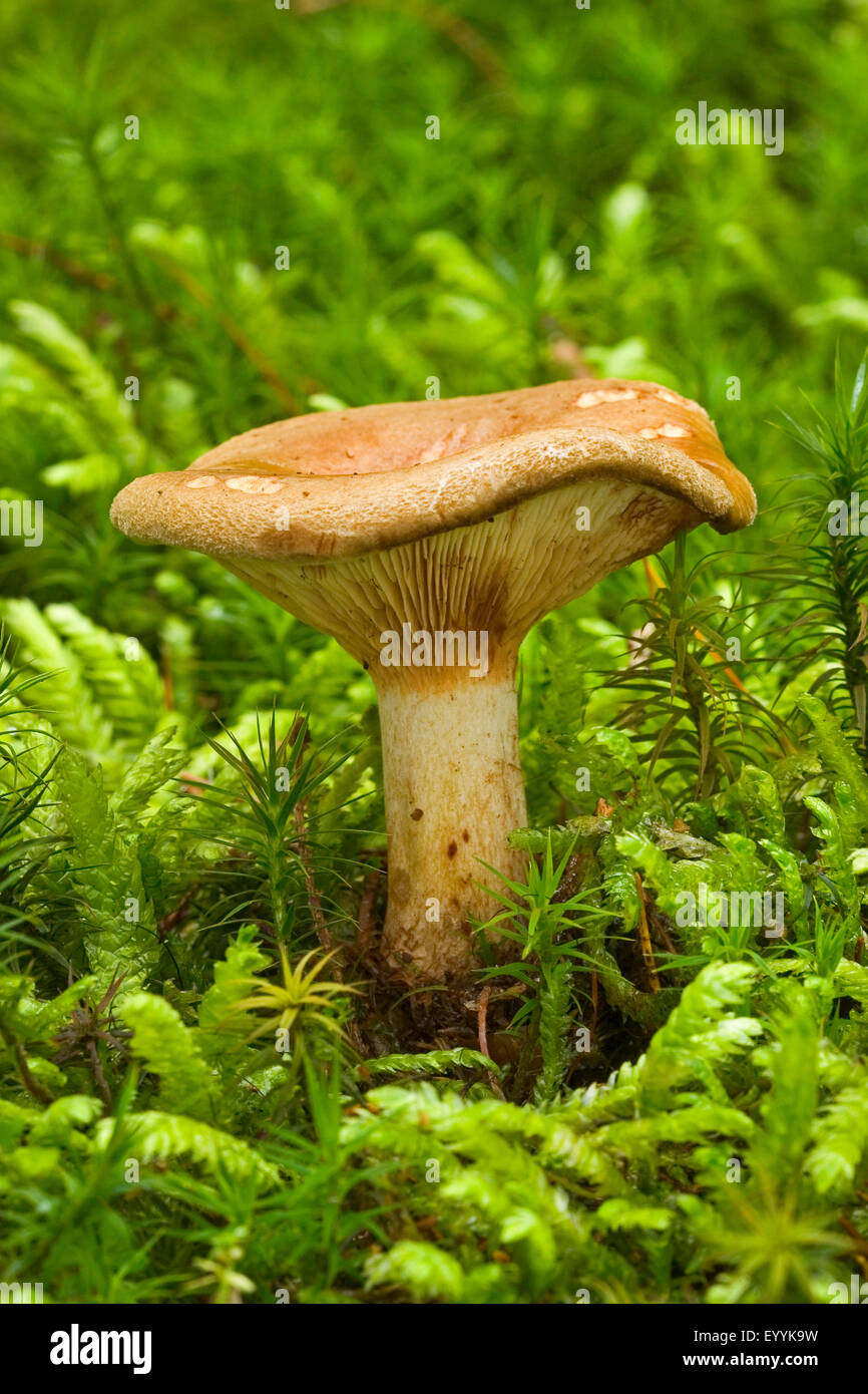 Brown roll-rim, Common roll-rim, Poison pax (Paxillus involutus ...