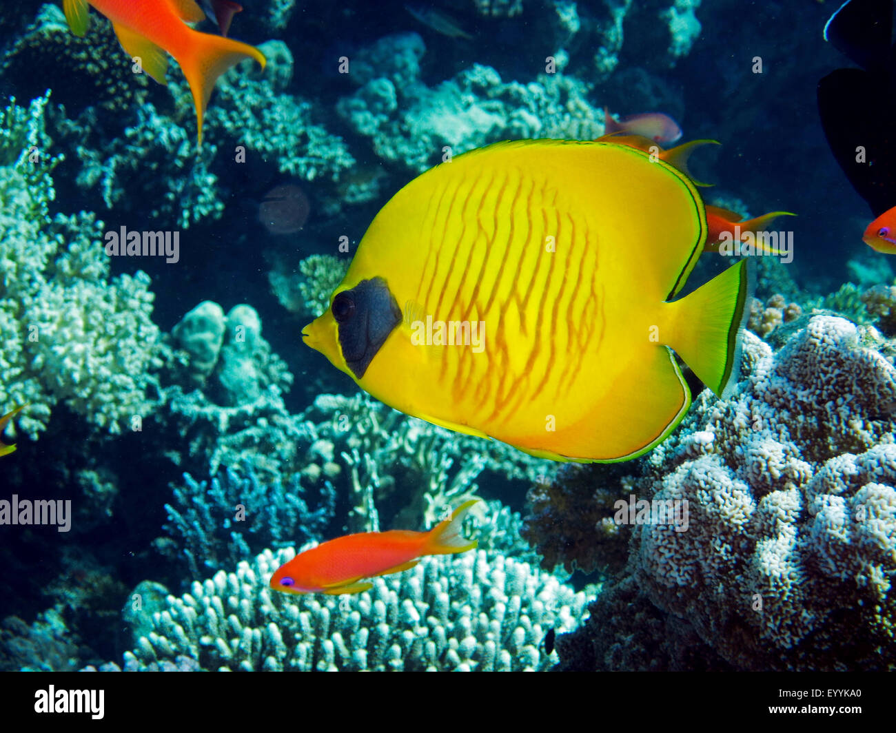 Masked Butterflyfishes, Red-lined Butterflyfish, Bluecheek ...