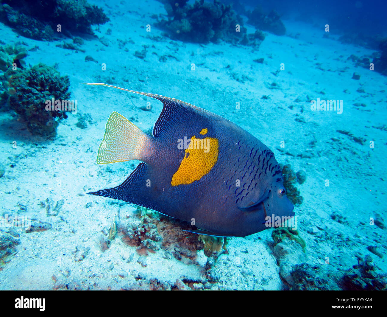 yellow-blotch angelfish, Red Sea angelfish, blue moon angelfish, bride ...