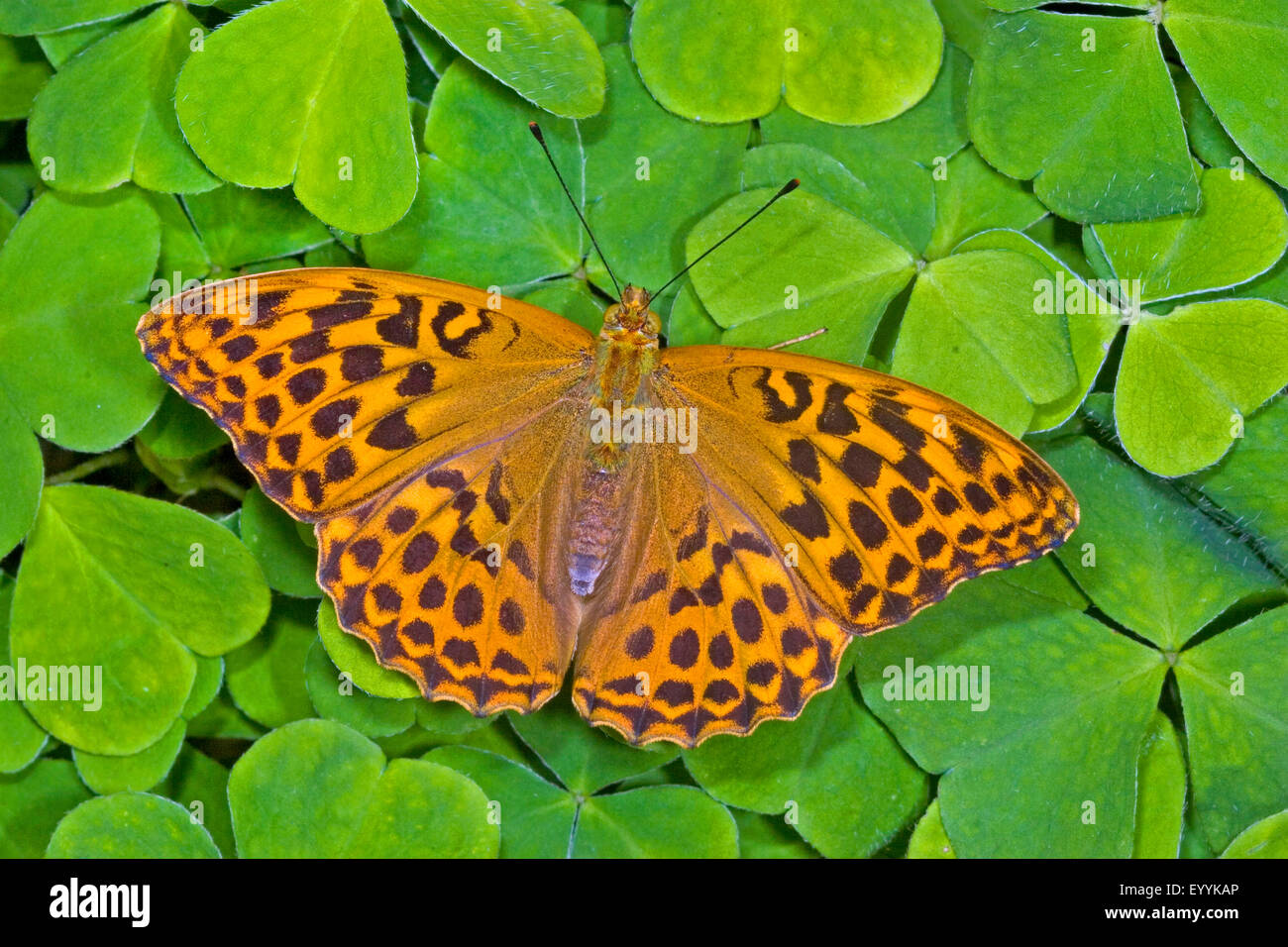 silver-washed fritillary (Argynnis paphia), female, Germany Stock Photo ...